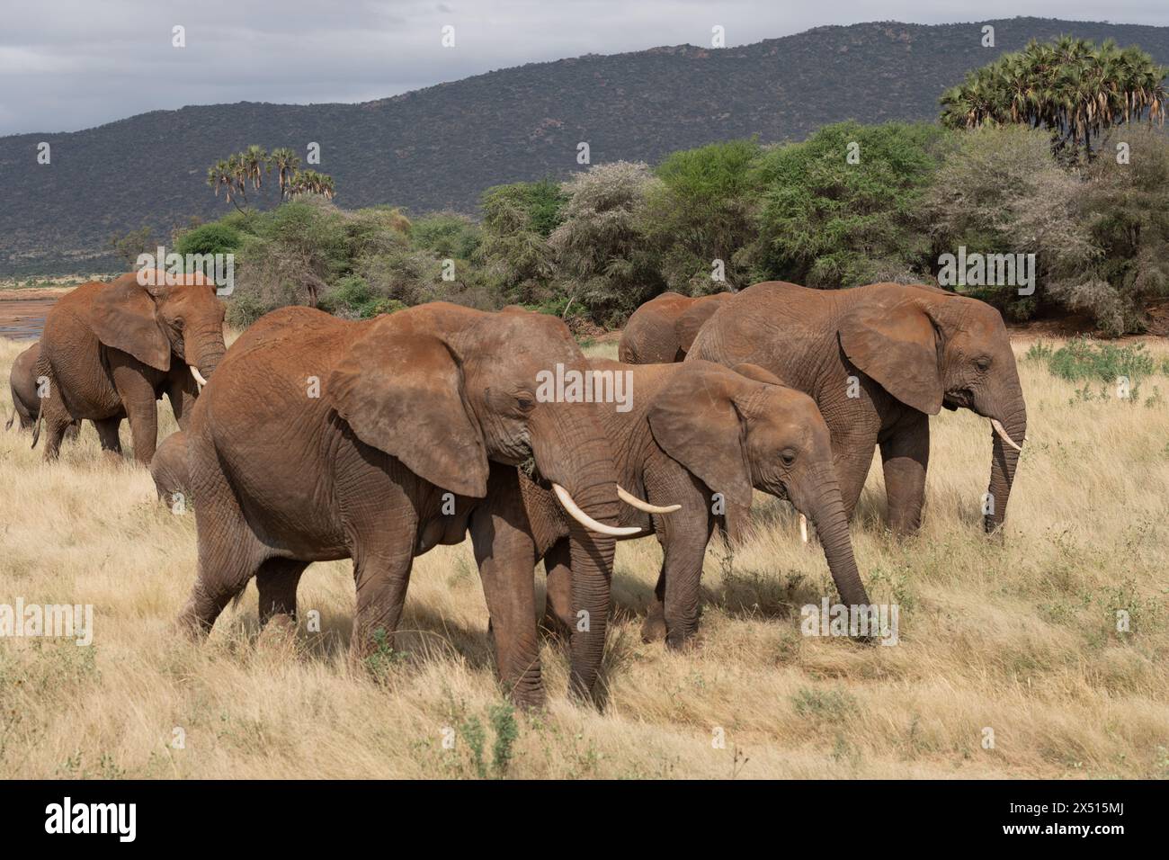 African bush elephant,Loxodonta africana, Elephantidae, Buffalo Spring ...