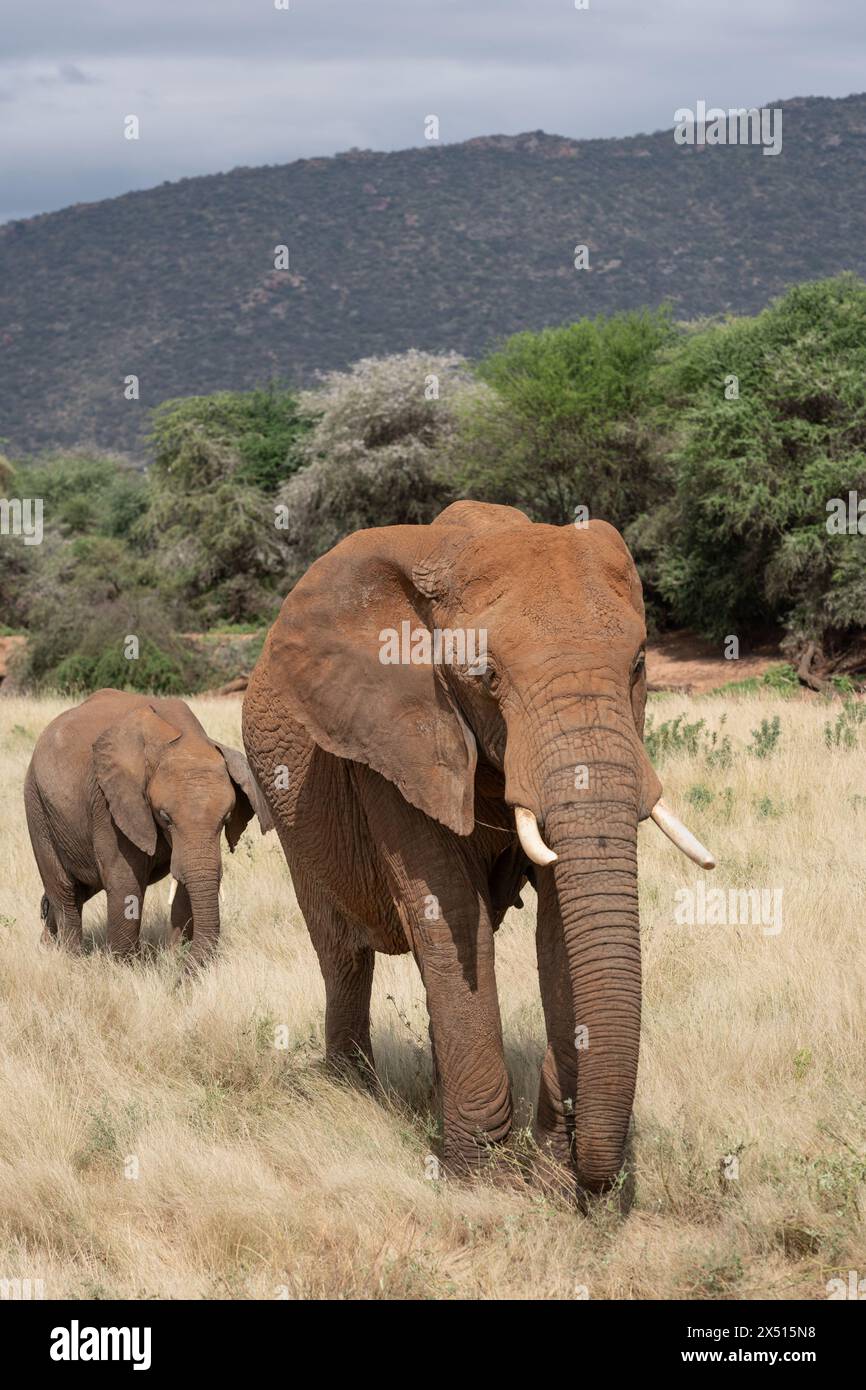 African bush elephant,Loxodonta africana, Elephantidae, Buffalo Spring ...