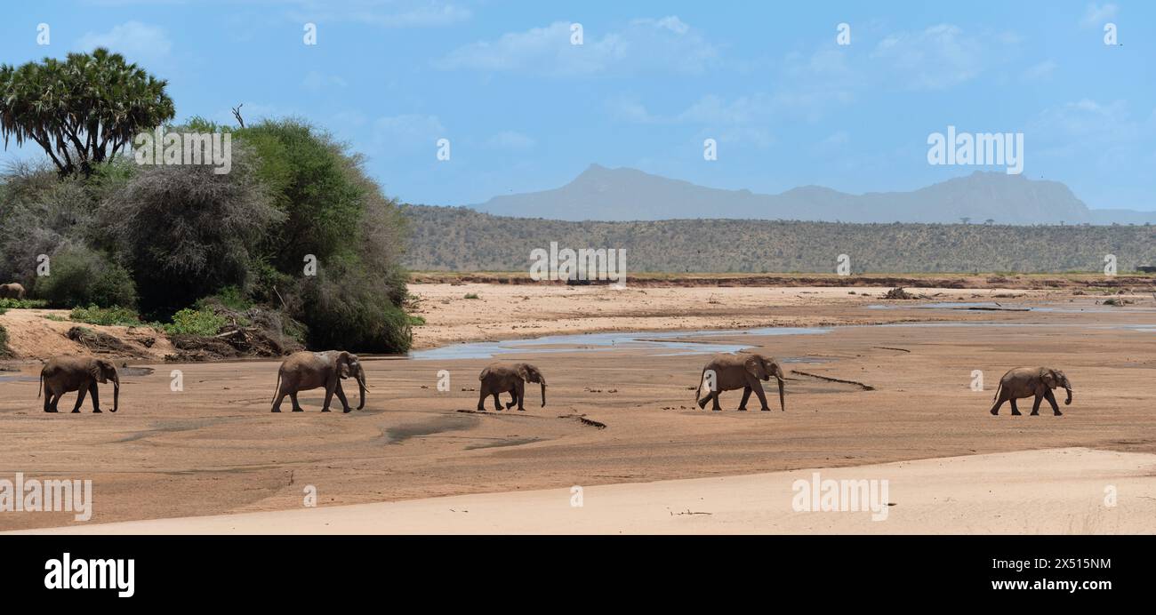 African bush elephant,Loxodonta africana, Elephantidae, Buffalo Spring ...