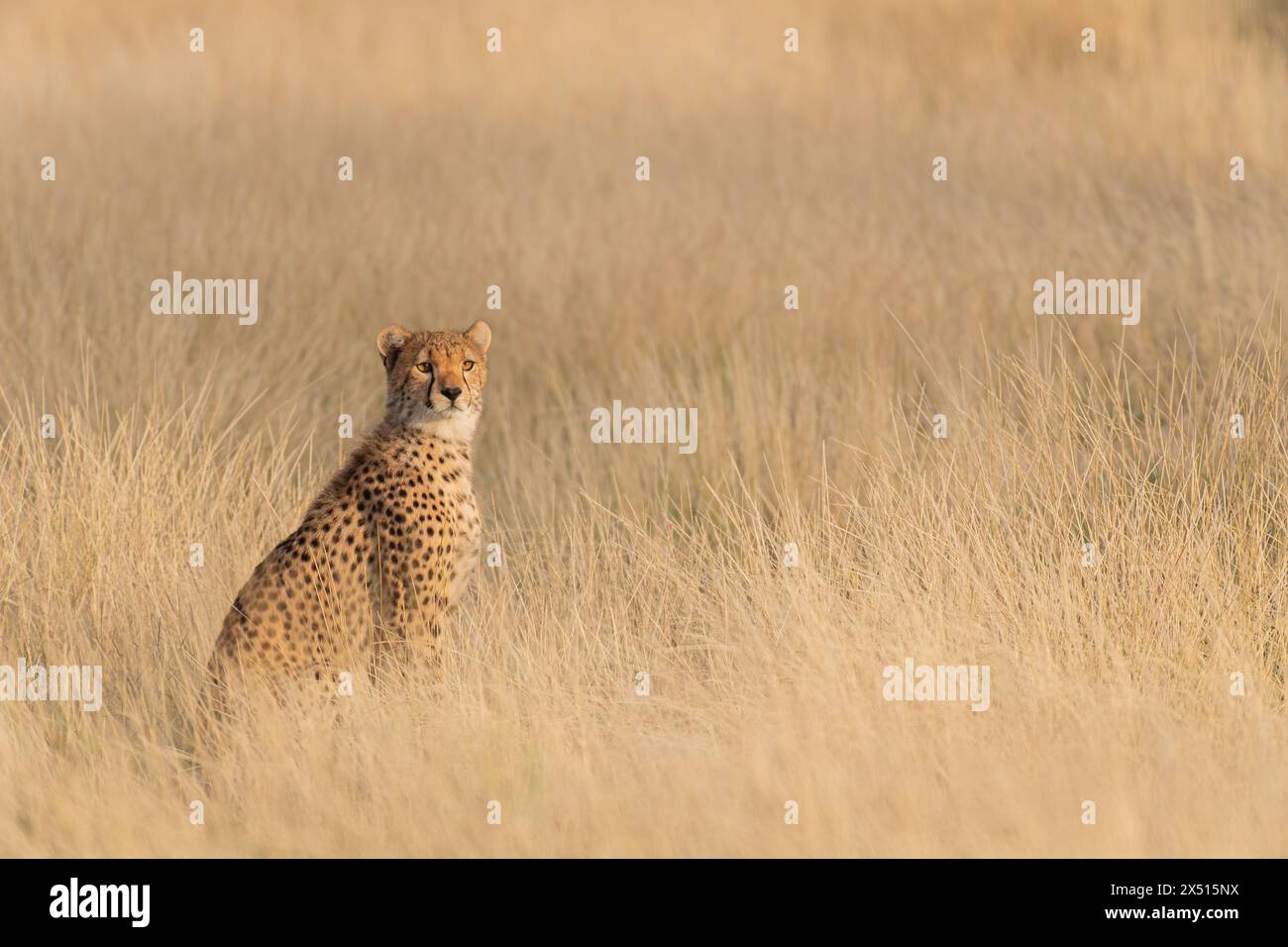 Cheetah, Acinonyx jubatus, Felidae, Buffalo Spring Reserve, Samburu ...