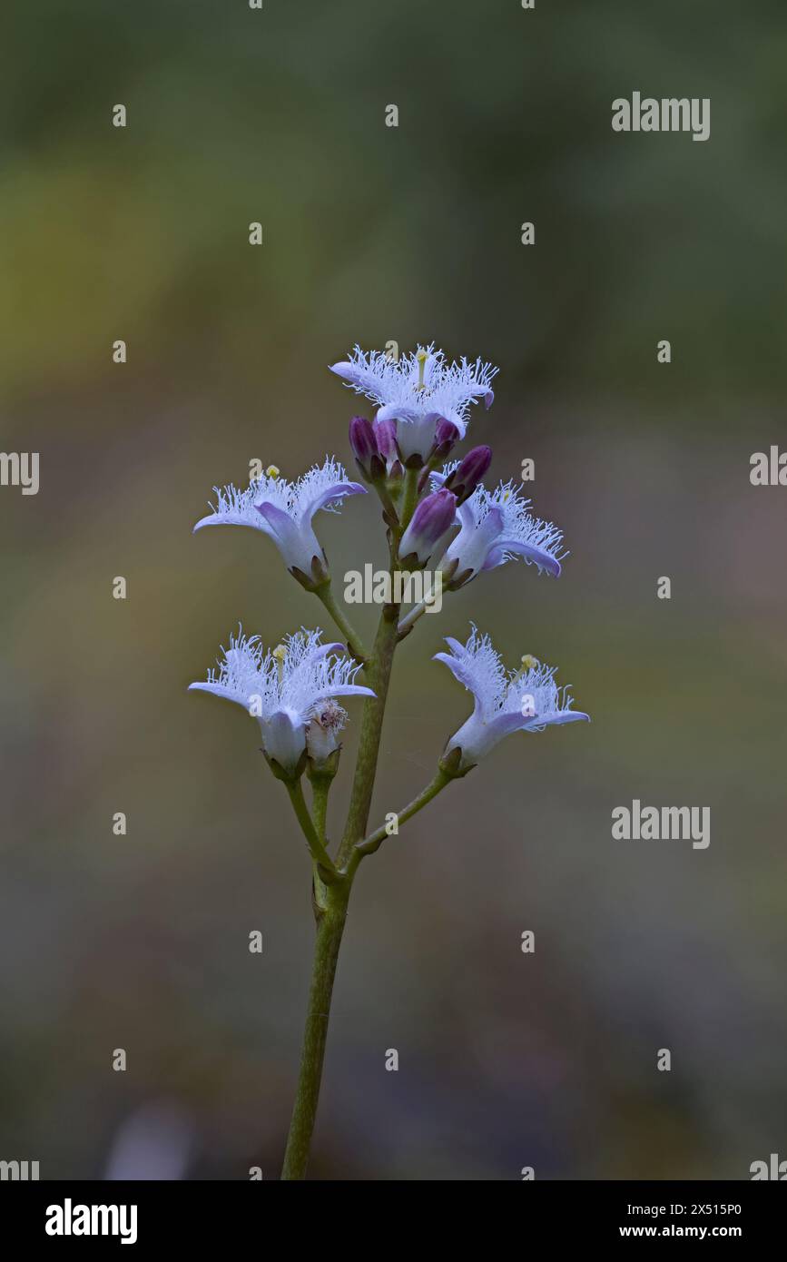 Bog bean (Menyanthese trifoliata) flower Norfolk May 2024 Stock Photo ...
