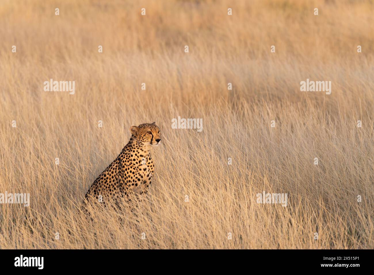 Cheetah, Acinonyx jubatus, Felidae, Buffalo Spring Reserve, Samburu ...