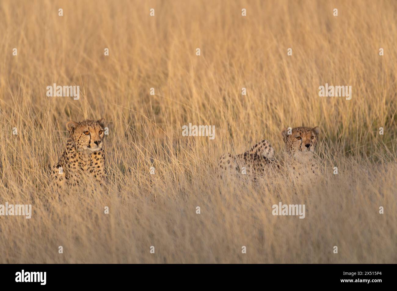 Cheetah, Acinonyx jubatus, Felidae, Buffalo Spring Reserve, Samburu ...