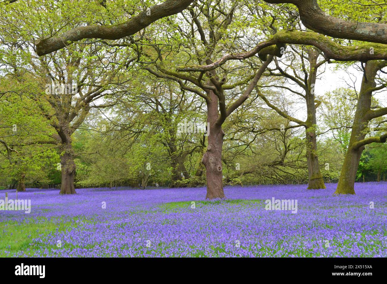 Bluebells carpet the woodland floor in Knockholt, Kent, in early May. Every beech and oak wood ...