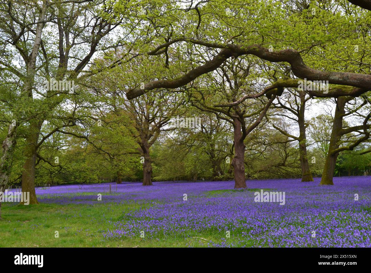 Bluebells carpet the woodland floor in Knockholt, Kent, in early May. Every beech and oak wood ...