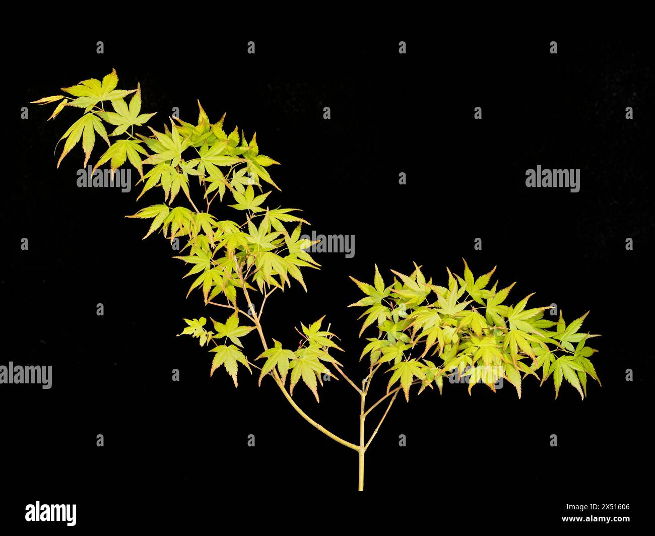 The five pointed yellow green leaves of a japanese palmatum maple tree ...
