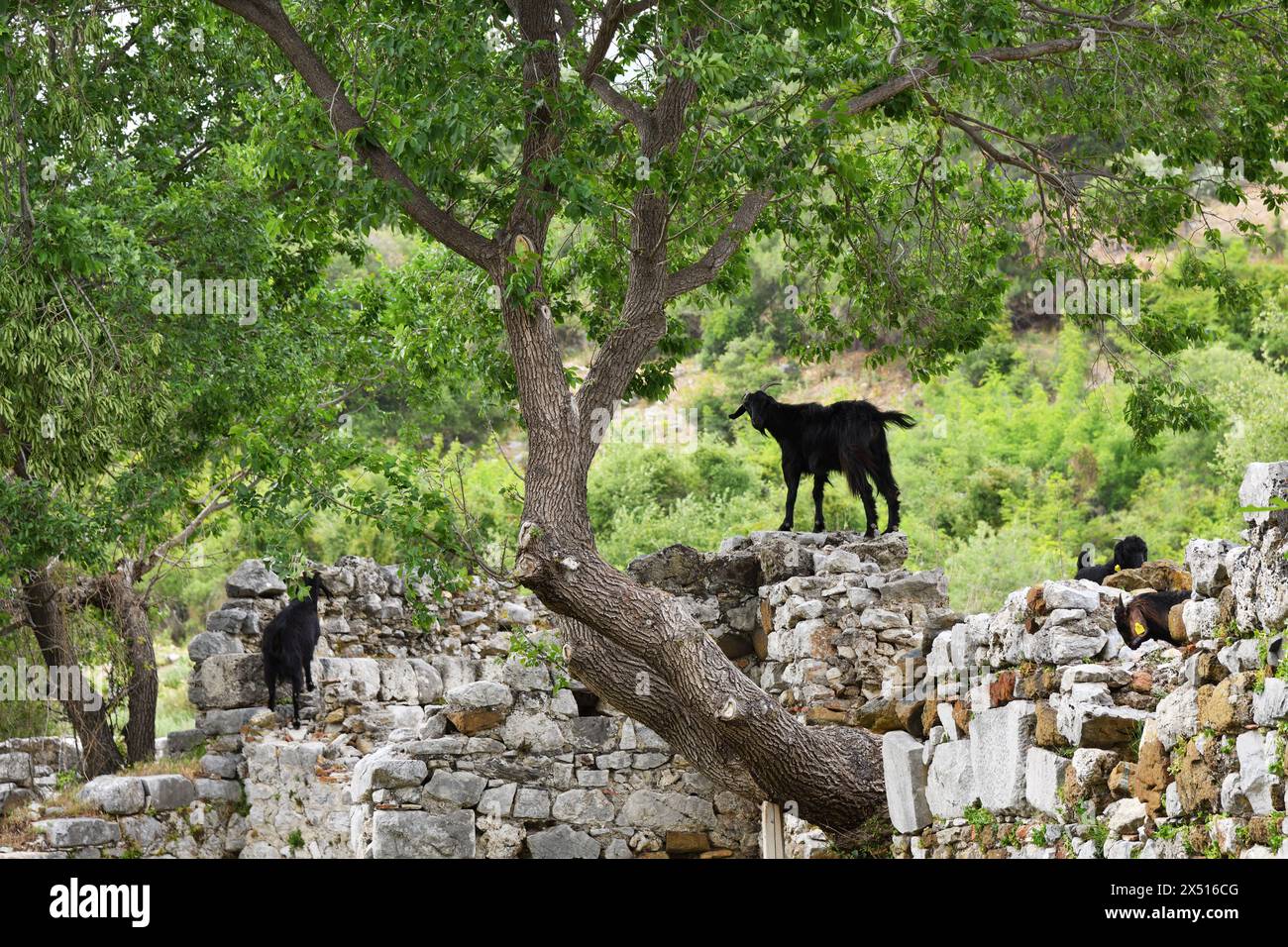 Kaunos archaeological site. Goats on the ancient ruins, Mugla, Turkey ...