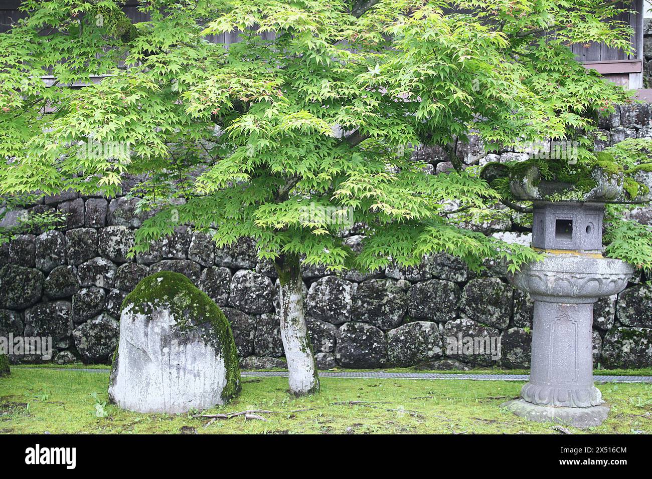 A picture of a Japanese garden scene. A green Japanese maple tree is in ...