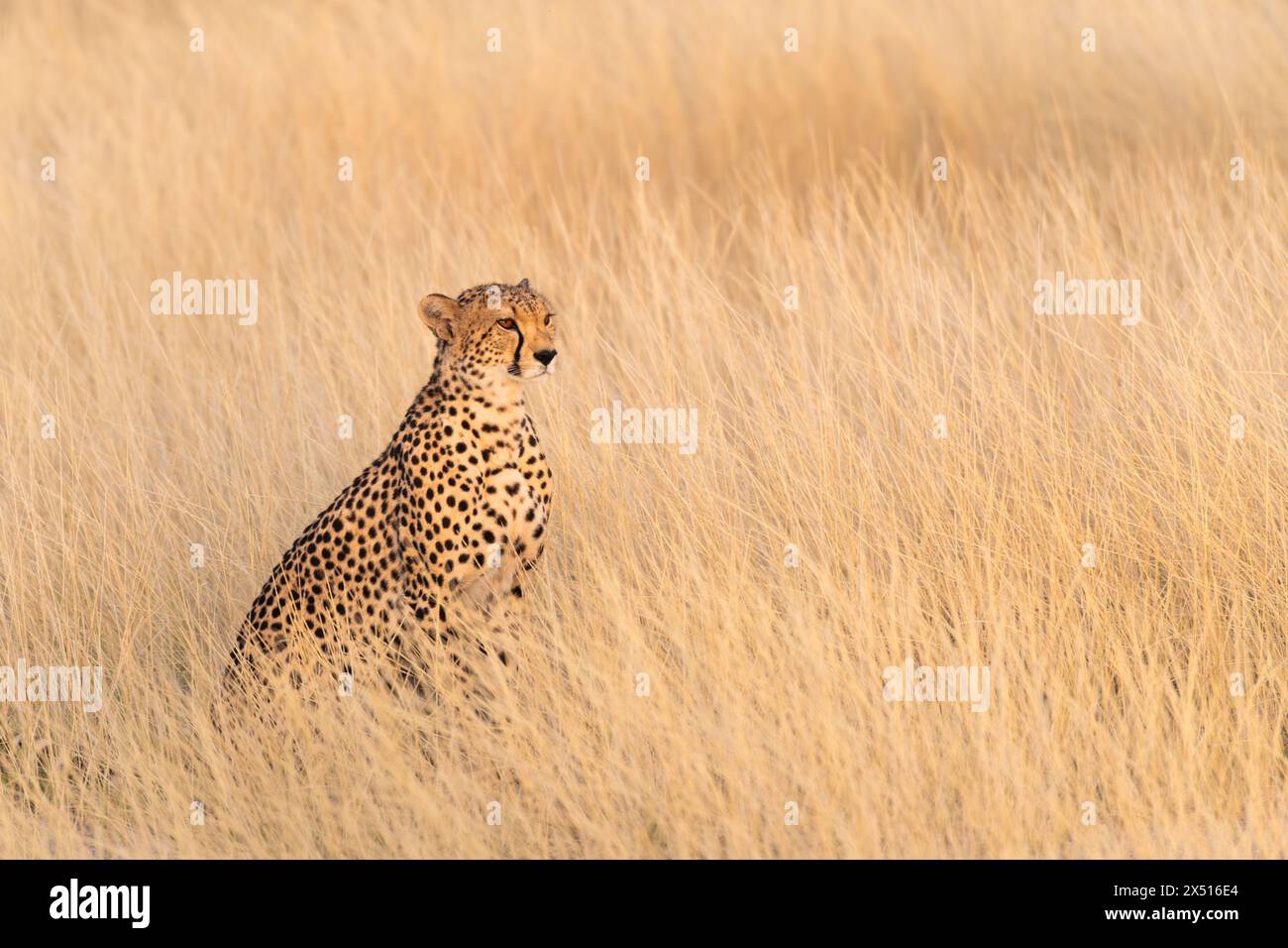 Cheetah, Acinonyx jubatus, Felidae, Buffalo Spring Reserve, Samburu ...