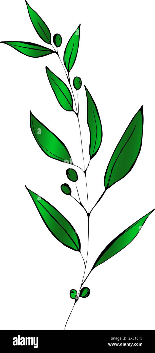 Hand drawn olives design element Cut Out Stock Images & Pictures - Alamy