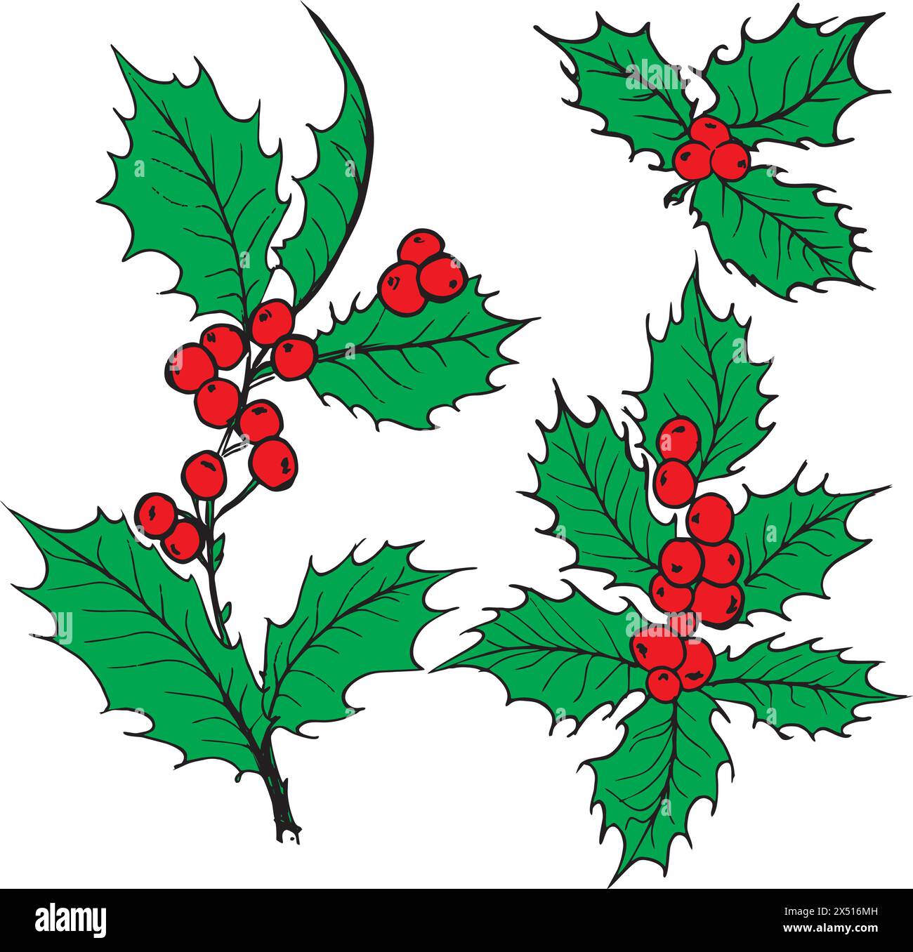 Christmas decoration, Hand Drawn Holly with Berries vector illustration ...