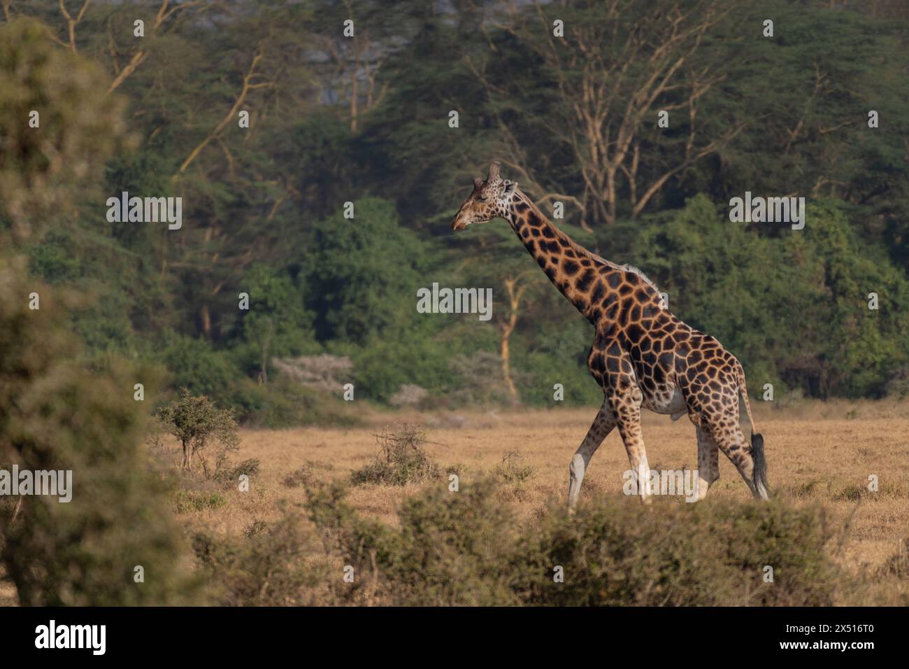 Rothschild's giraffa, Giraffa camelopardalis rothschildi, Giraffidae ...