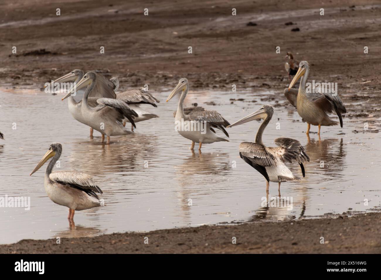 African parks pelicans wafrican wildlife hi-res stock photography and ...