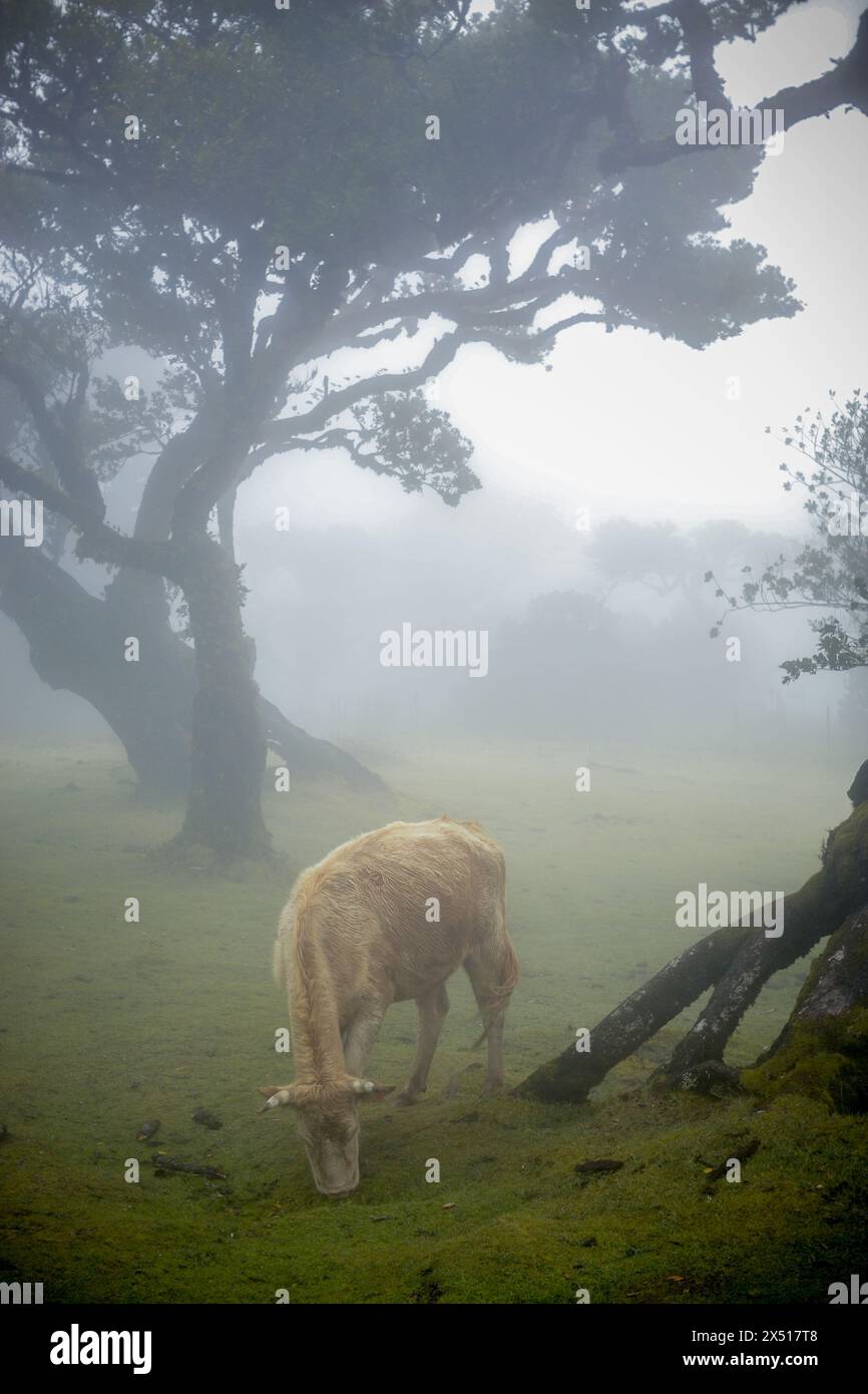 Cow pasture in foggy mistical Fanal Forest in Madeira Island, Portugal ...