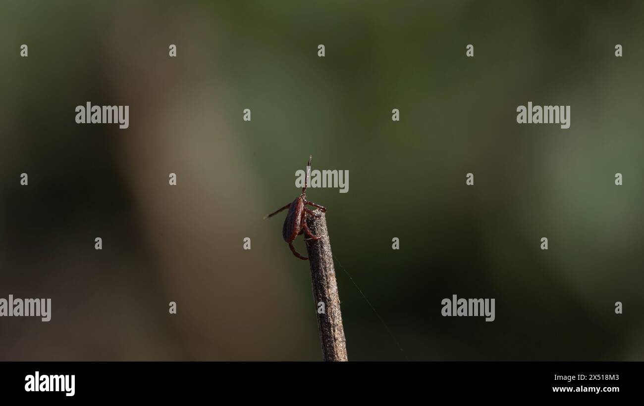 Ixode tick balancing at the tip of twig, against blurred green natural ...