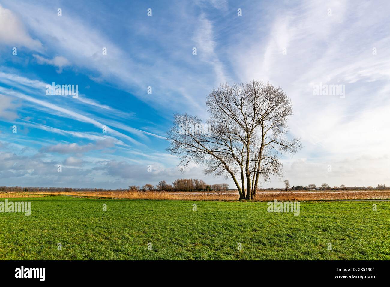 Agriculture field landscape with lonely tree along Green 62 cycling ...