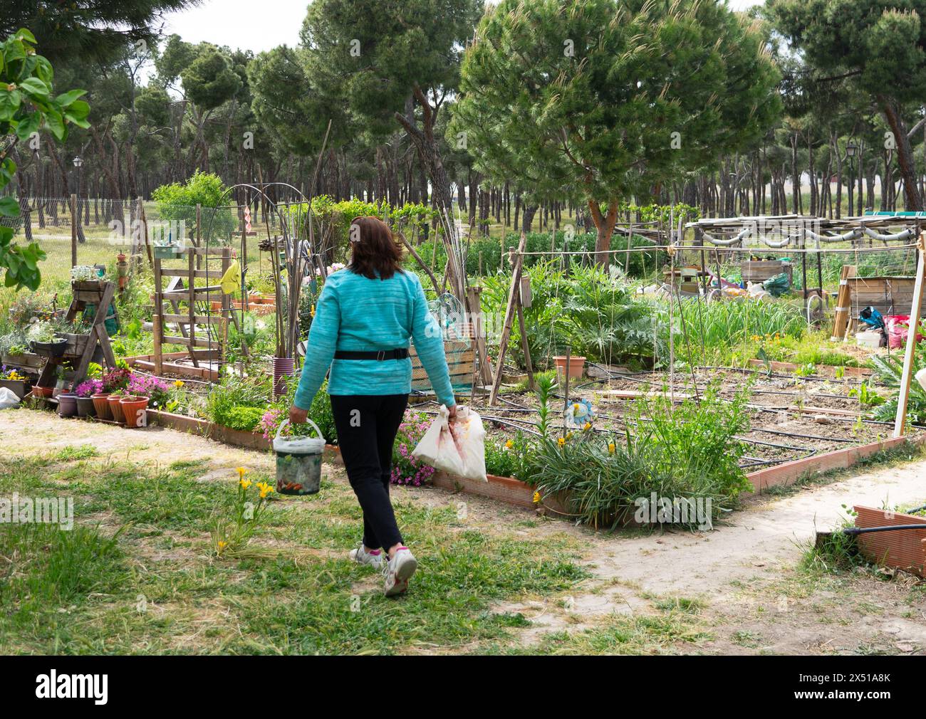 Mature woman working in an organic community garden Stock Photo - Alamy