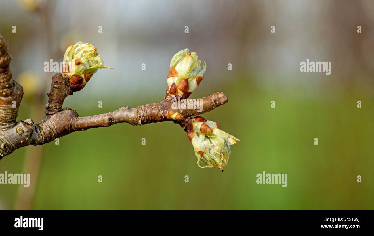 Young buds on pear hi-res stock photography and images - Alamy