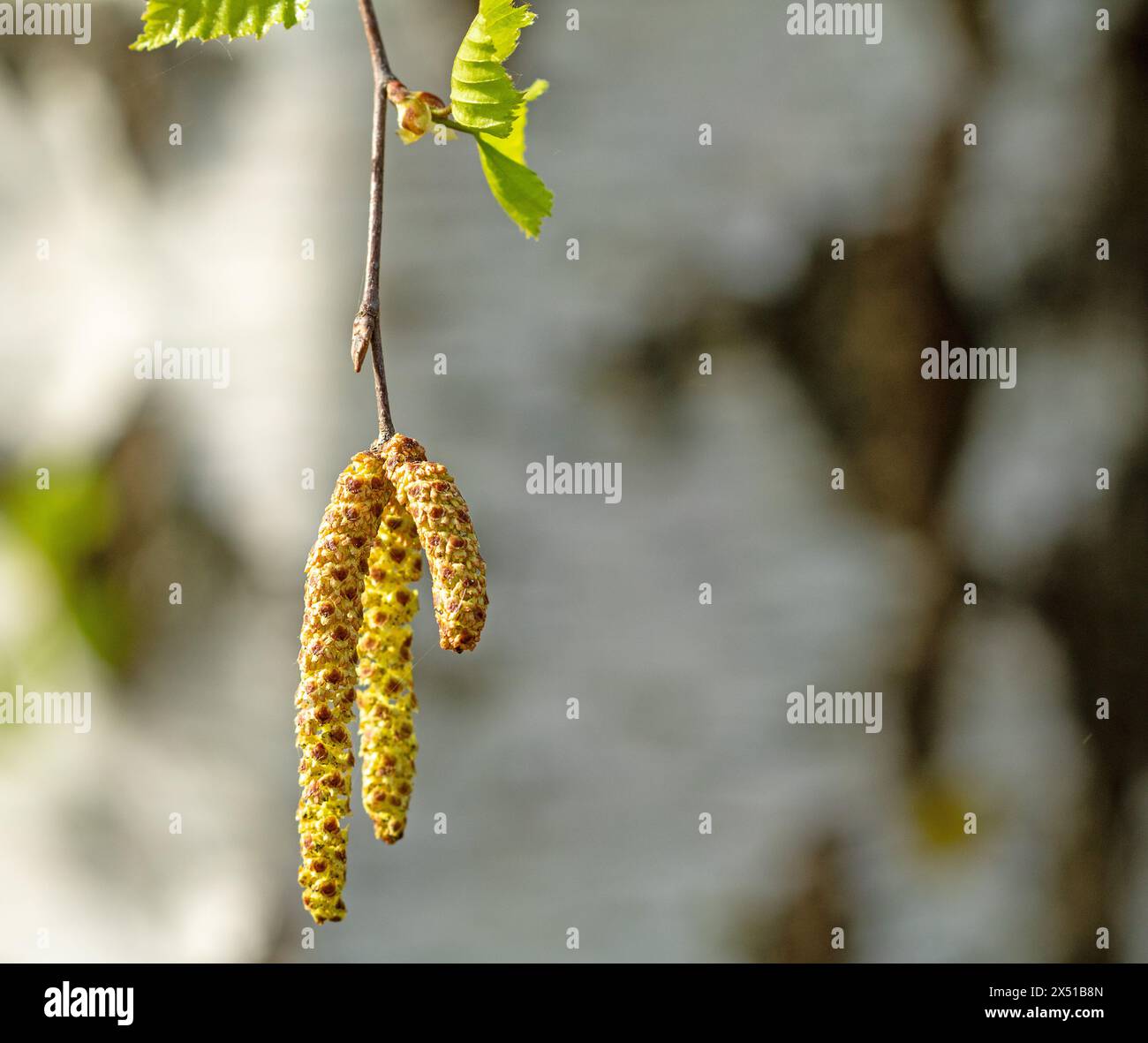 Birch buds bloom against the background of a birch trunk Stock Photo ...