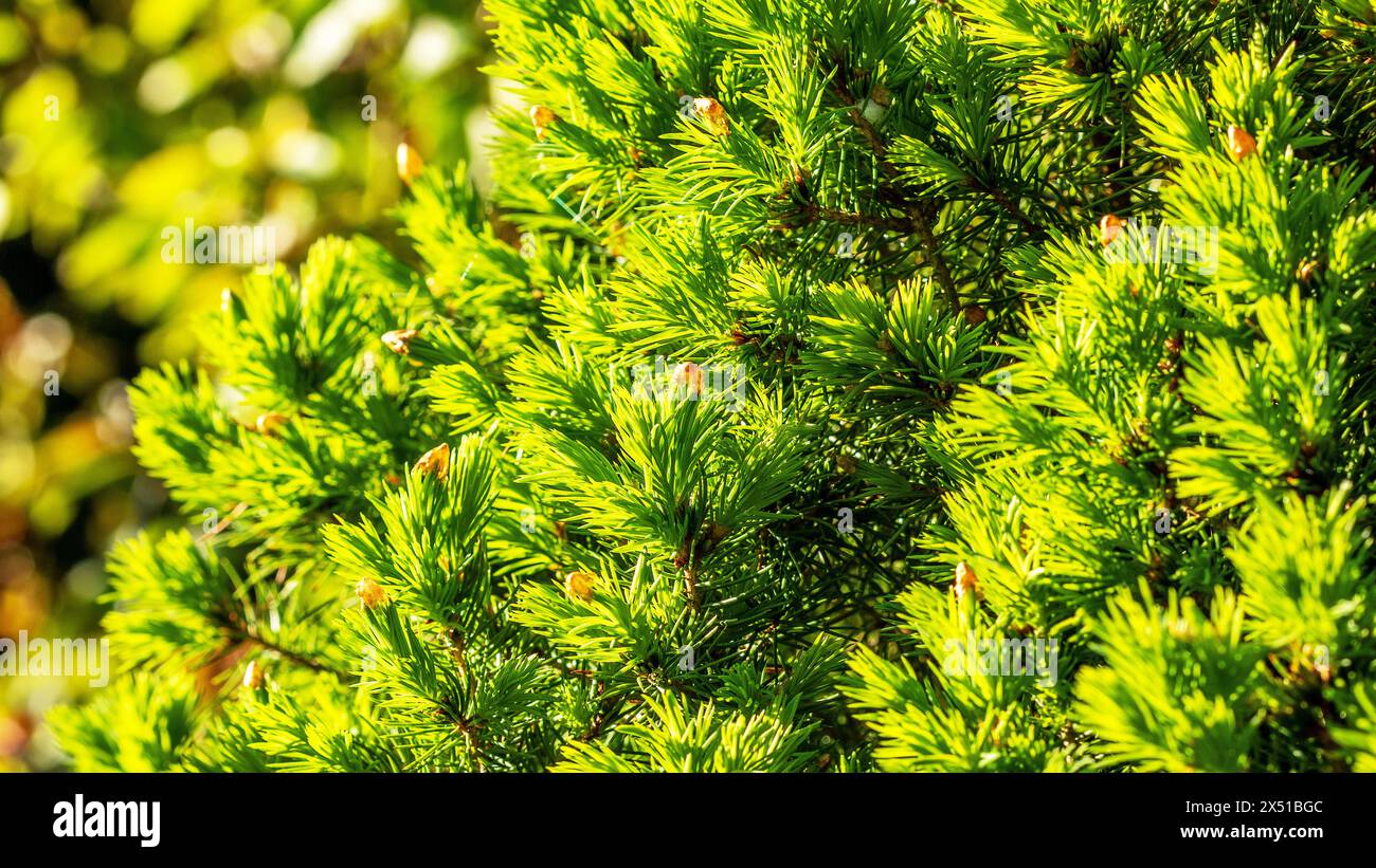 Illuminated sunlight pine needles hi-res stock photography and images ...