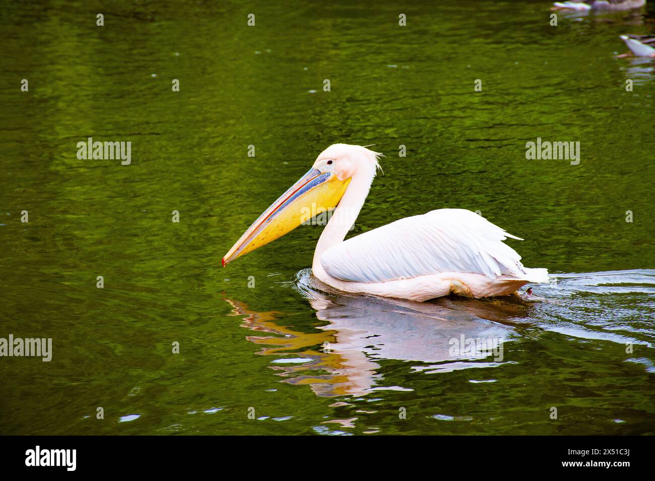 A Great White Pelican swimming graciously in the lake of Saint James ...