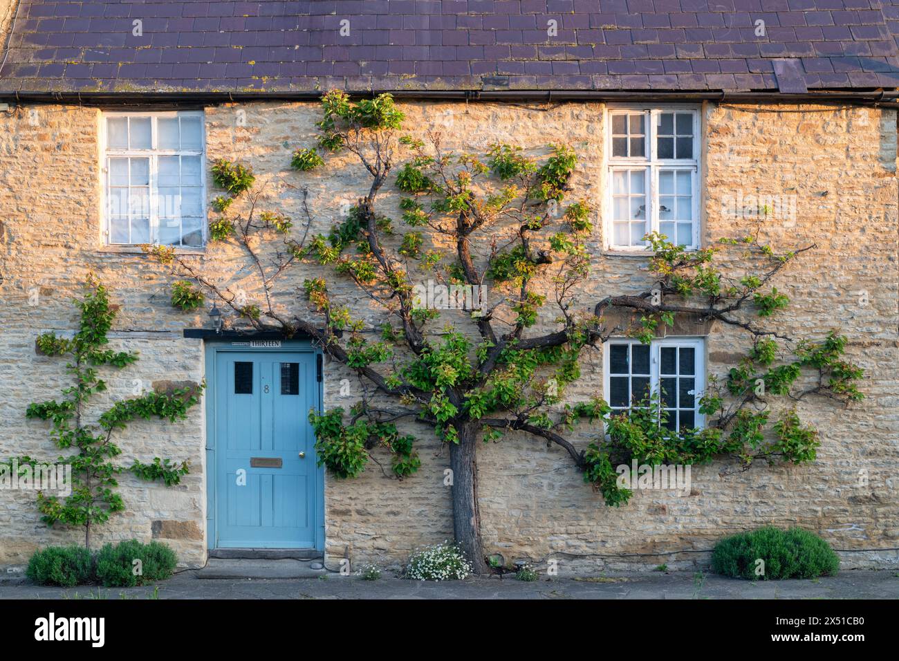 Espalier Apricot Tree in spring at sunrise on a Cottage in Aynho ...