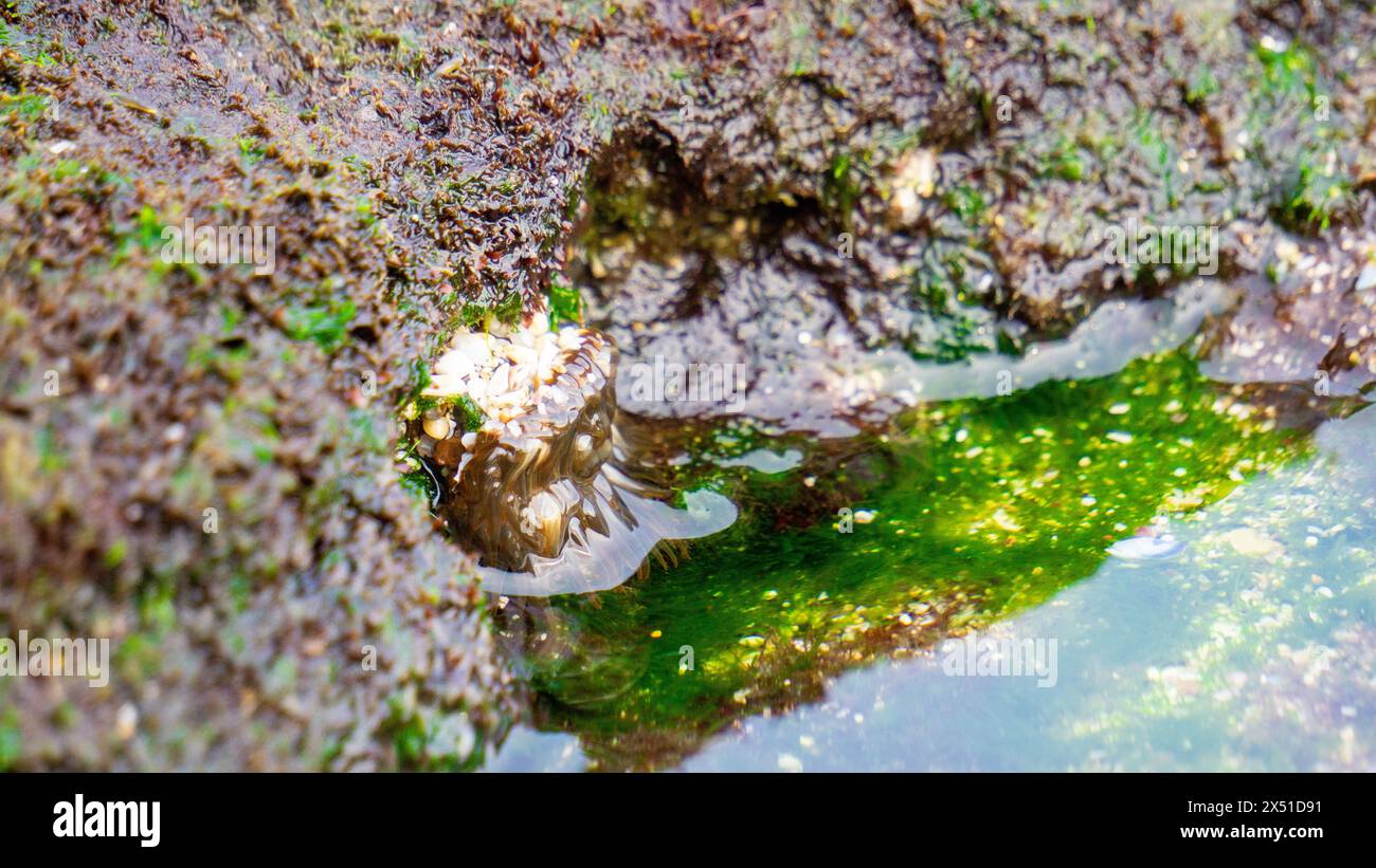 Sea urchin (Landak laut, bulu babi). About 950 species of sea urchin ...