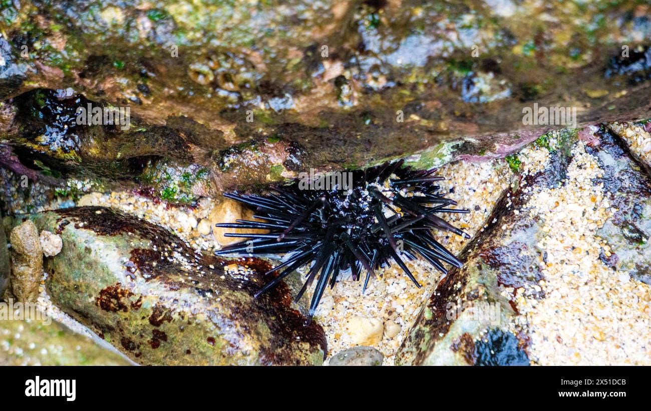 Sea urchin (Landak laut, bulu babi). About 950 species of sea urchin ...