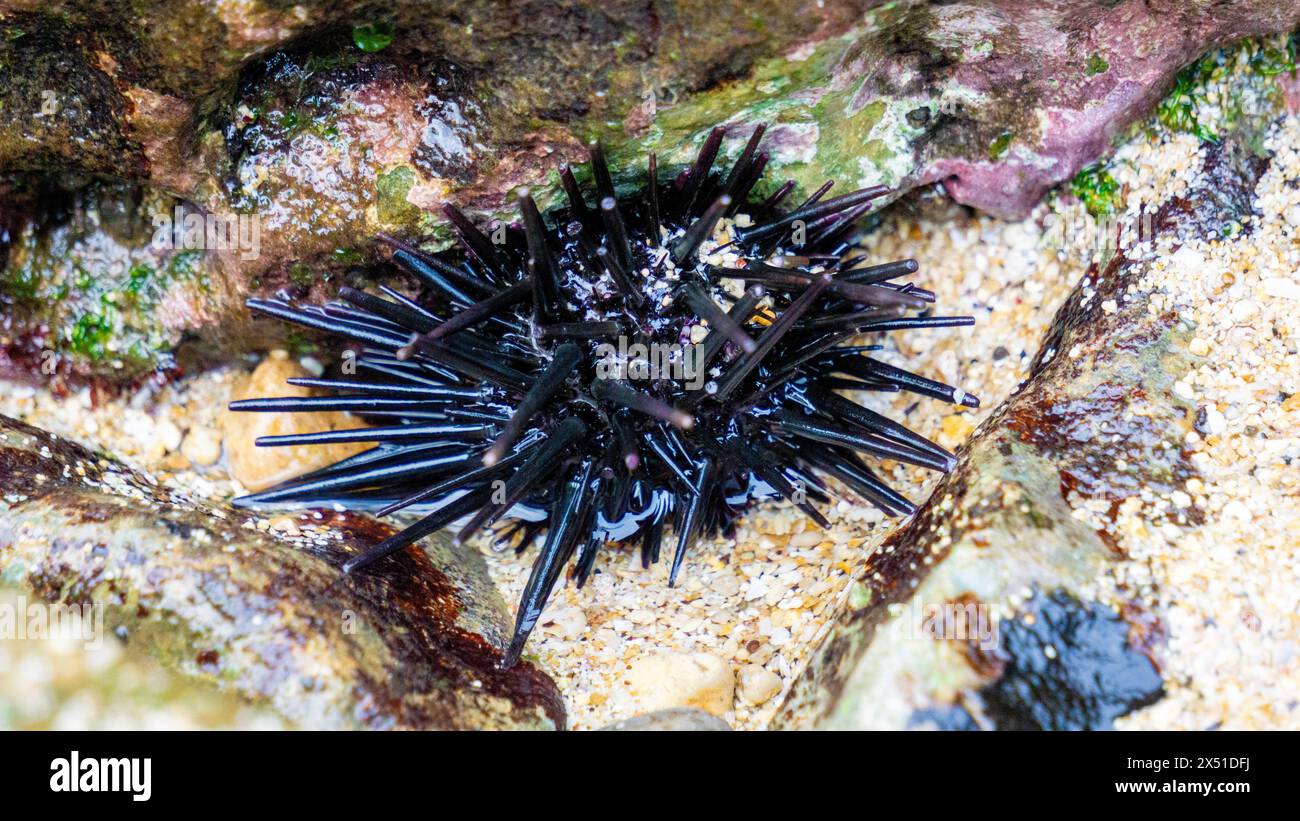 Sea urchin (Landak laut, bulu babi). About 950 species of sea urchin ...