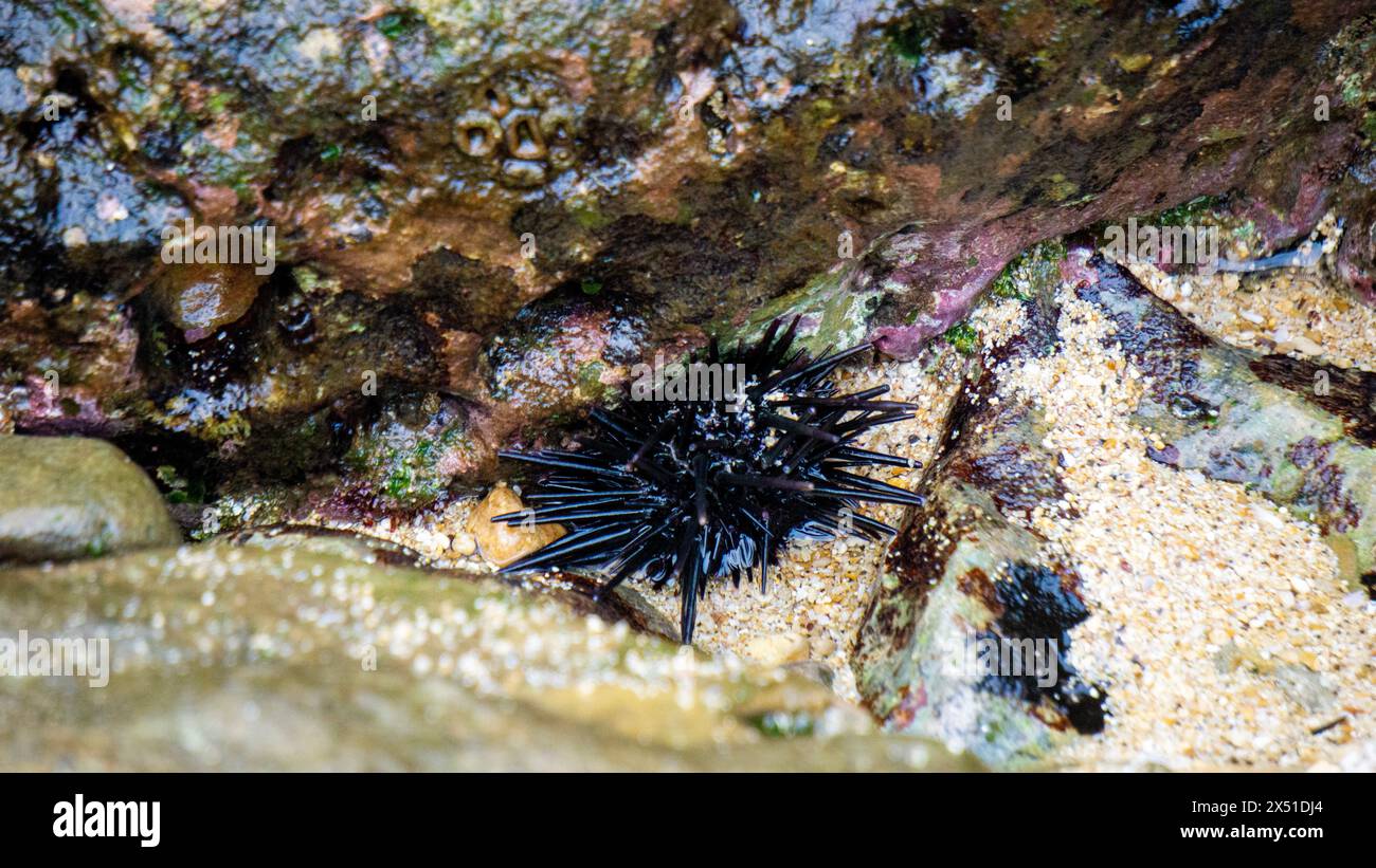 Sea urchin (Landak laut, bulu babi). About 950 species of sea urchin ...