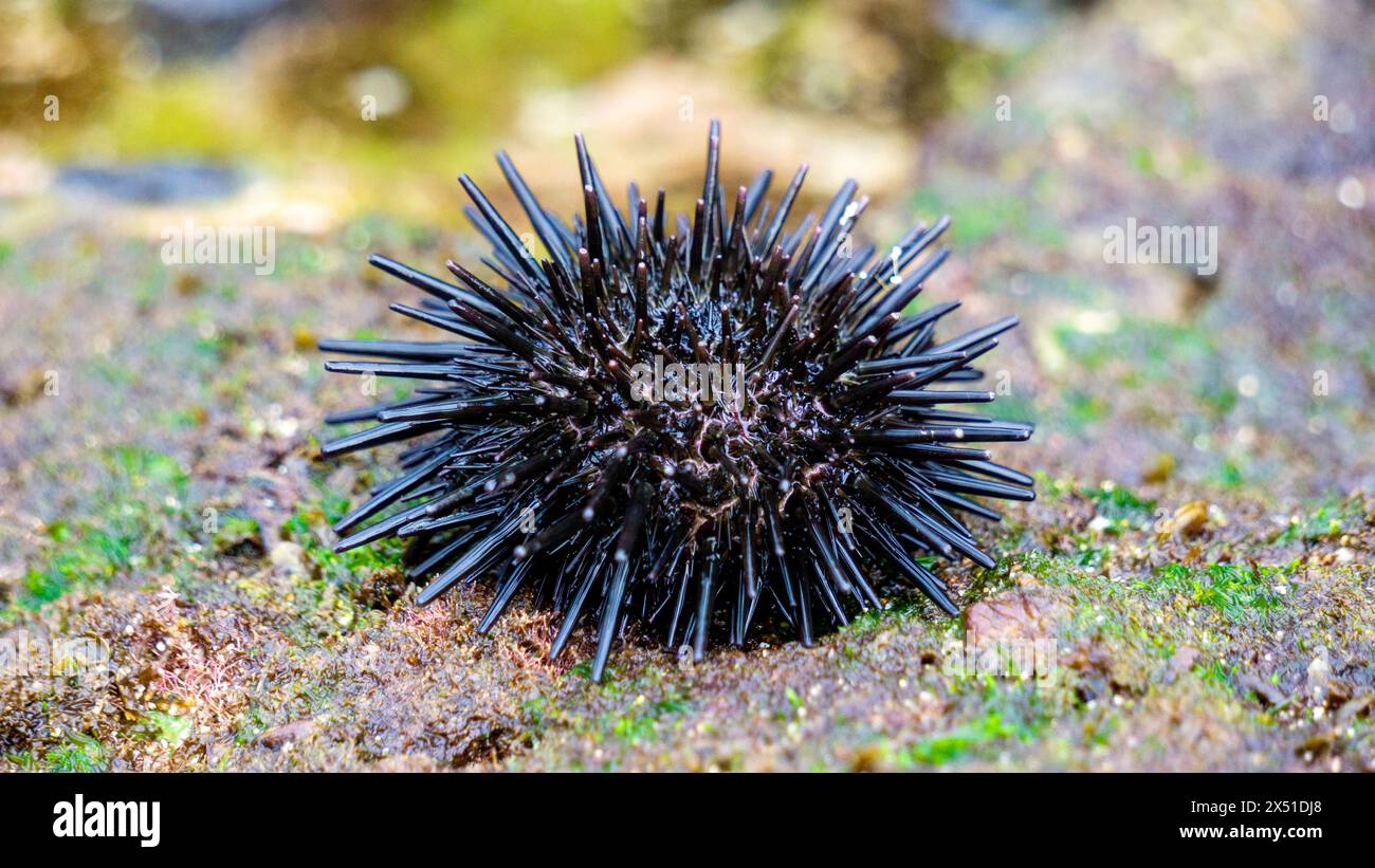 Sea urchin (Landak laut, bulu babi). About 950 species of sea urchin ...
