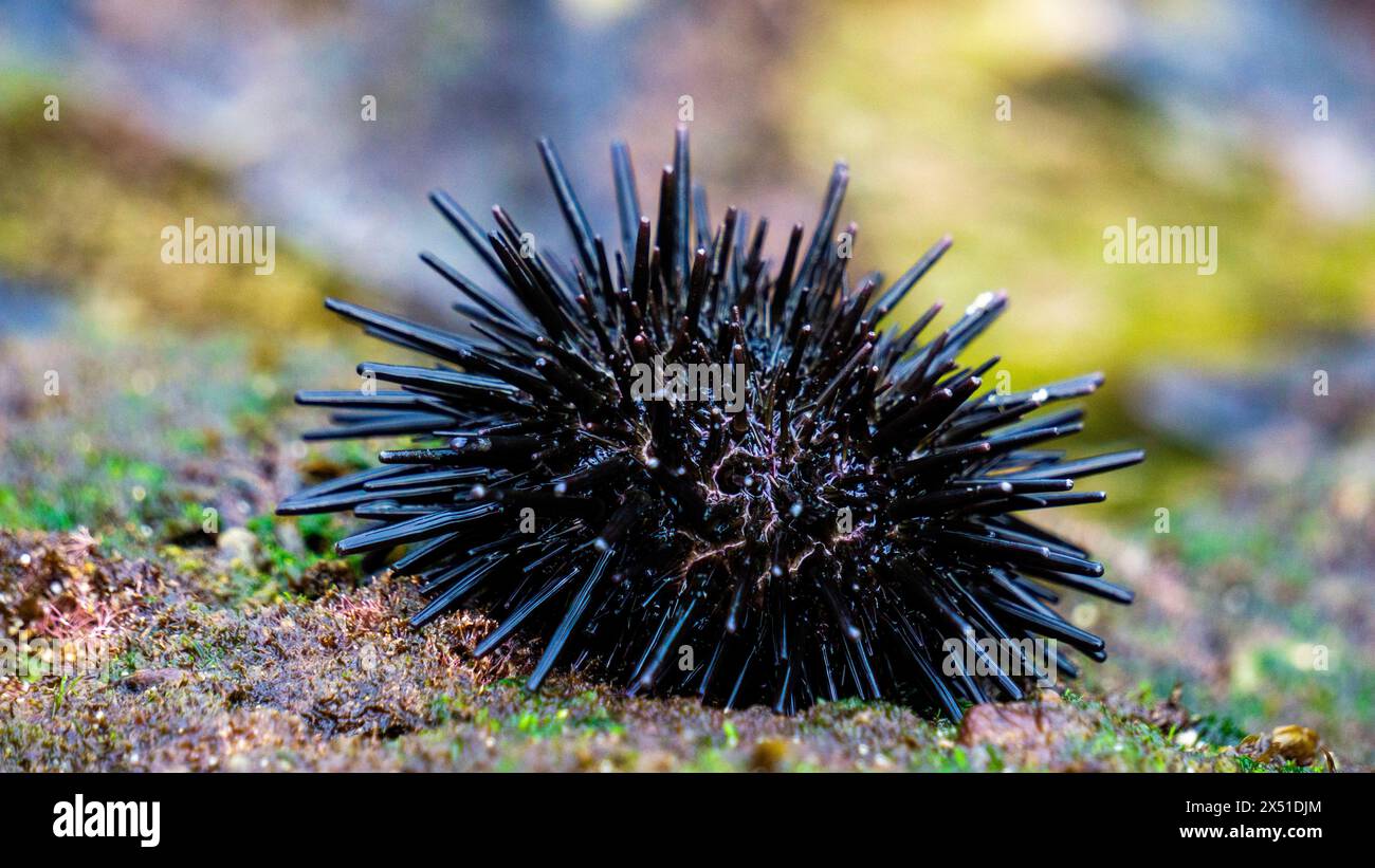 Sea urchin (Landak laut, bulu babi). About 950 species of sea urchin ...