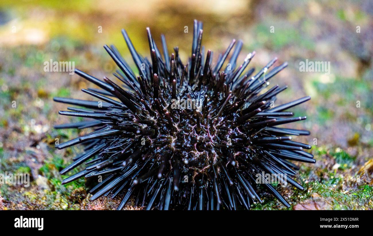 Sea urchin (Landak laut, bulu babi). About 950 species of sea urchin ...