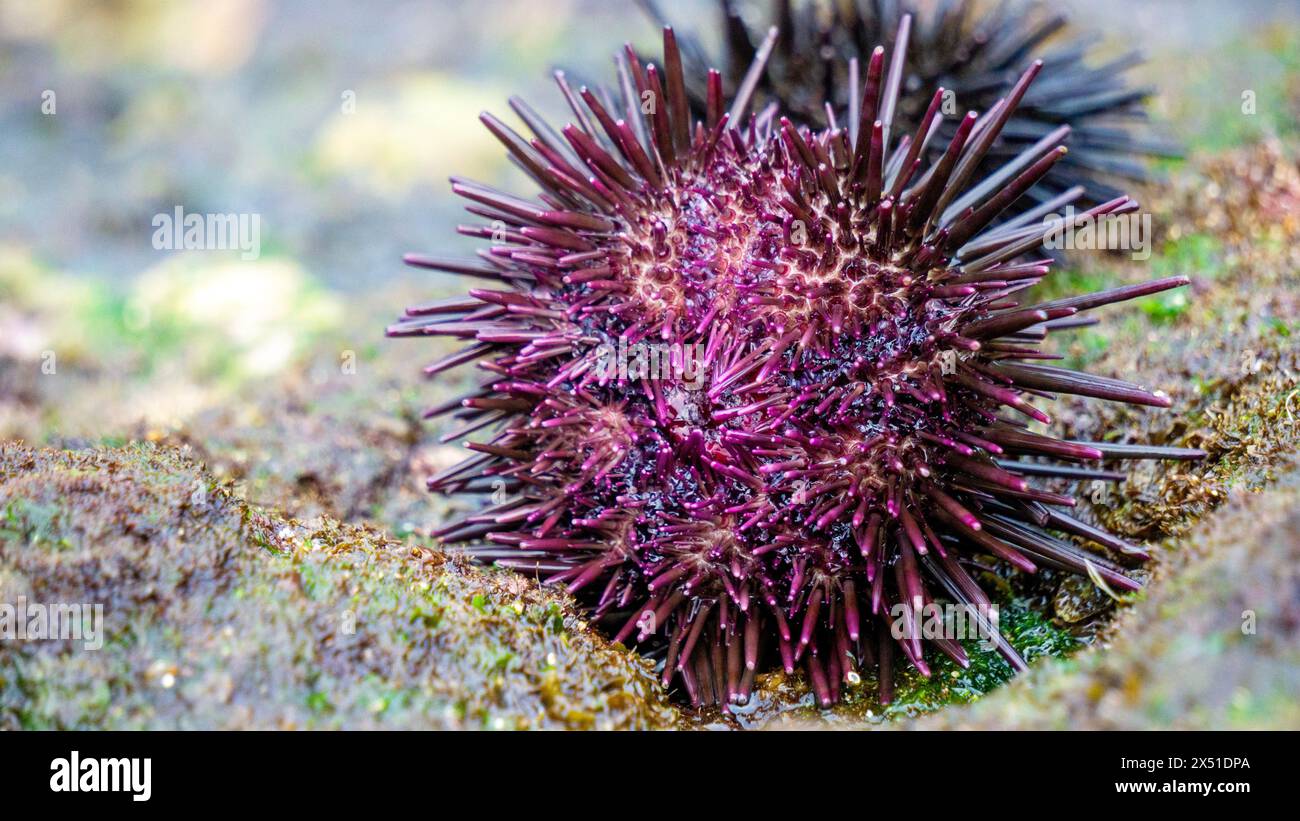Sea urchin (Landak laut, bulu babi). About 950 species of sea urchin ...