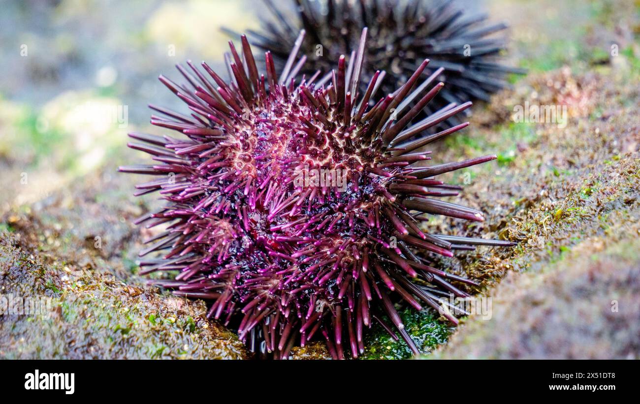 Sea urchin (Landak laut, bulu babi). About 950 species of sea urchin ...