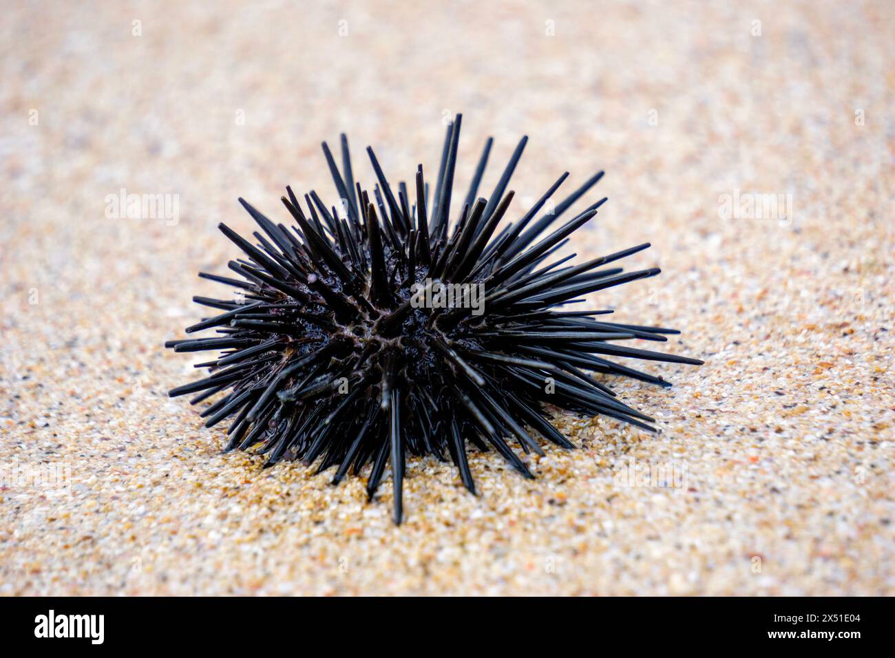 Sea urchin (Landak laut, bulu babi). About 950 species of sea urchin ...