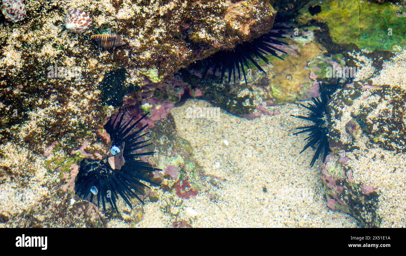 Sea urchin (Landak laut, bulu babi). About 950 species of sea urchin ...