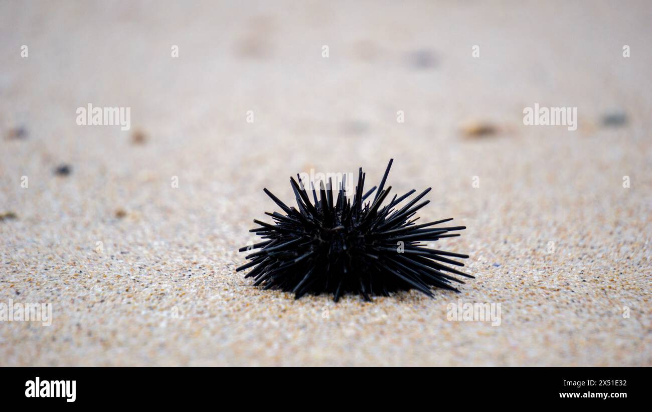 Sea urchin (Landak laut, bulu babi). About 950 species of sea urchin ...