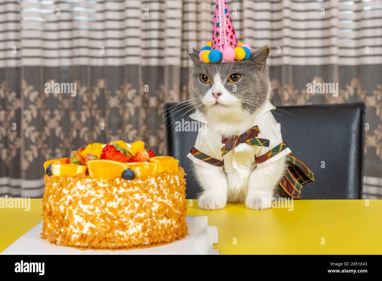 Cat celebrating birthday hi-res stock photography and images - Alamy
