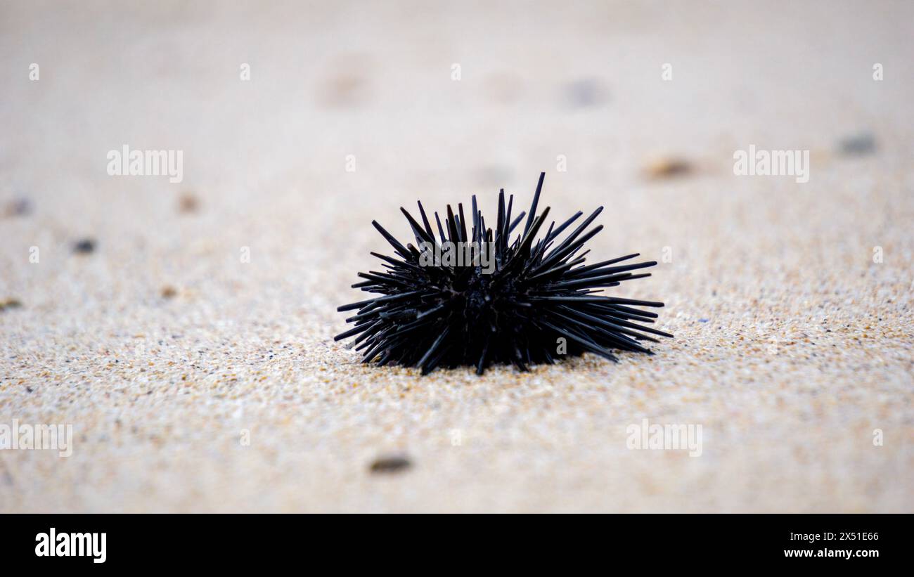 Sea urchin (Landak laut, bulu babi). About 950 species of sea urchin ...
