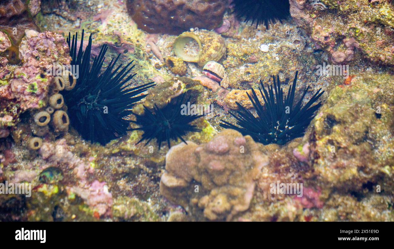 Sea urchin (Landak laut, bulu babi). About 950 species of sea urchin ...