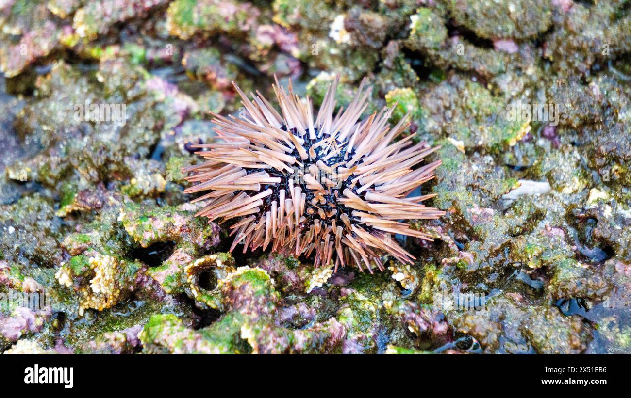 Sea urchin (Landak laut, bulu babi). About 950 species of sea urchin ...