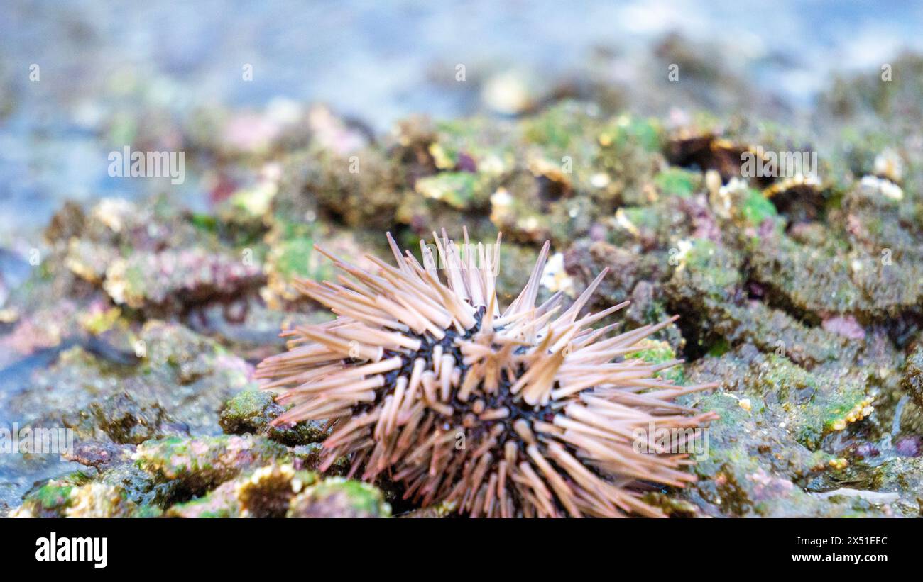 Sea urchin (Landak laut, bulu babi). About 950 species of sea urchin ...