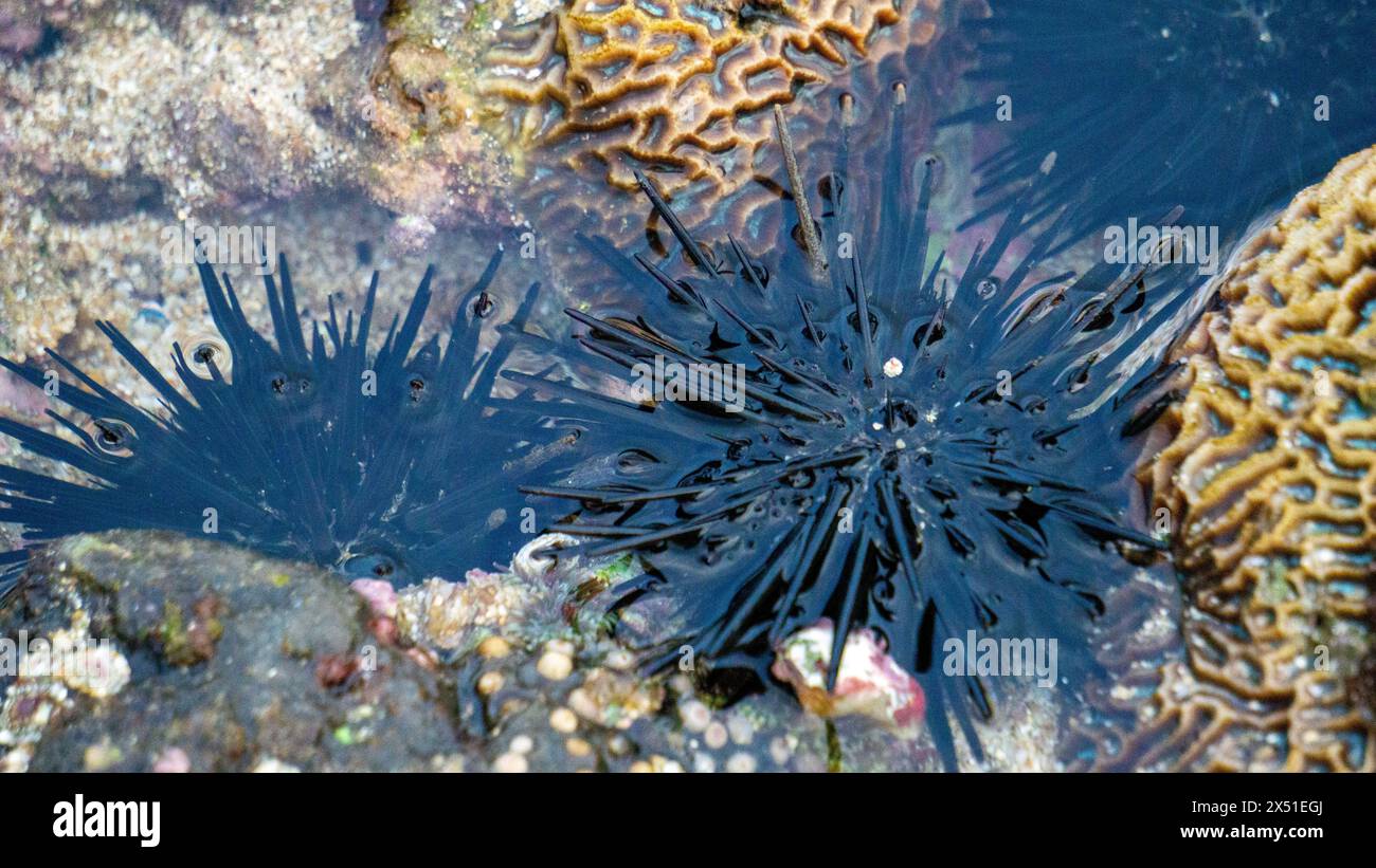 Sea urchin (Landak laut, bulu babi). About 950 species of sea urchin ...