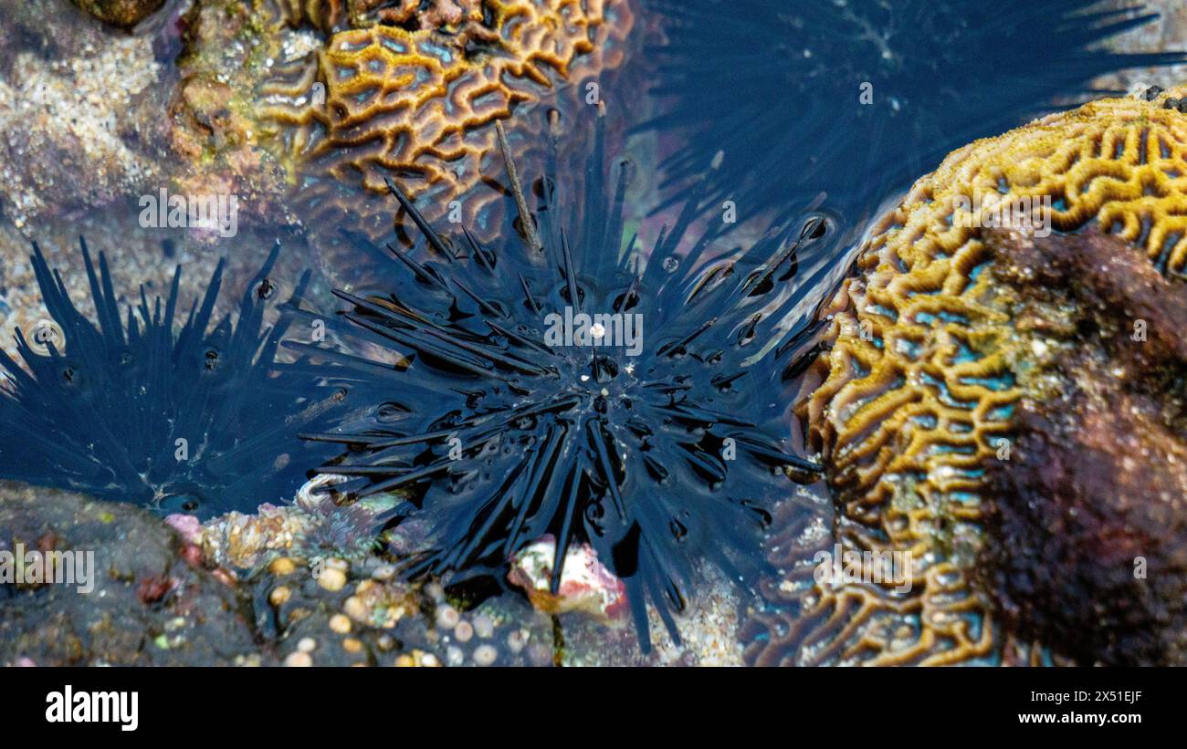 Sea urchin (Landak laut, bulu babi). About 950 species of sea urchin ...