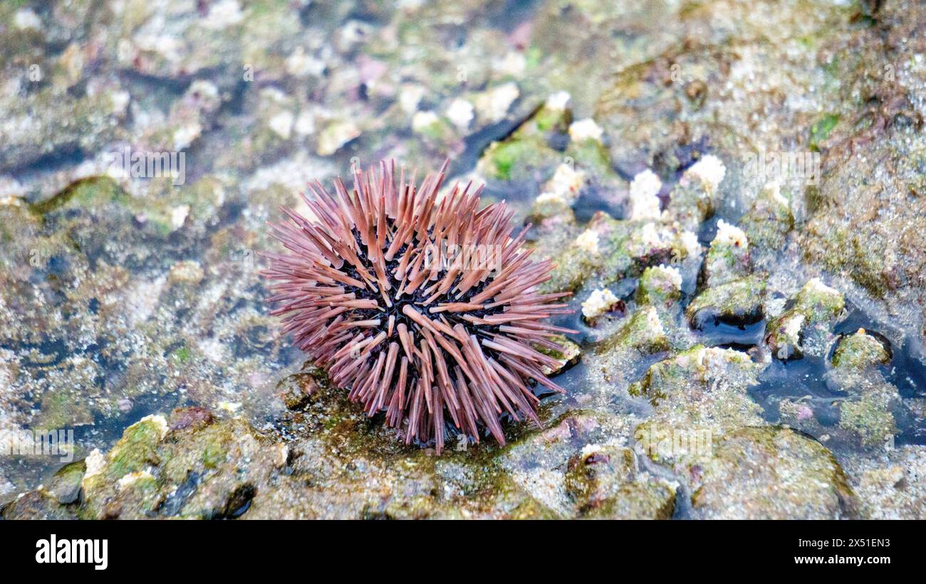 Sea urchin (Landak laut, bulu babi). About 950 species of sea urchin ...