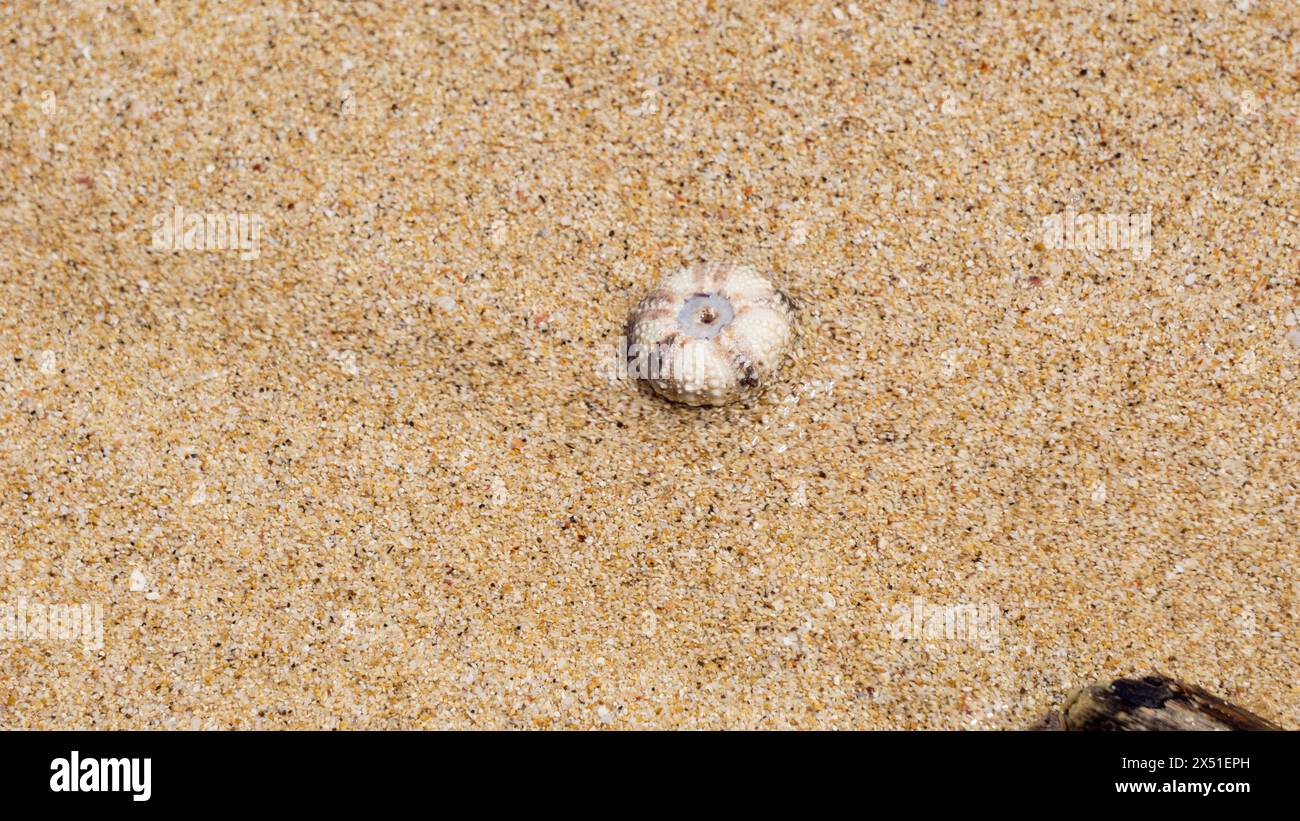 Sea urchin (Landak laut, bulu babi). About 950 species of sea urchin ...
