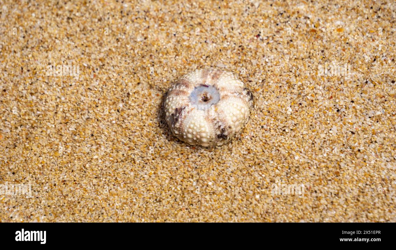 Sea urchin (Landak laut, bulu babi). About 950 species of sea urchin ...