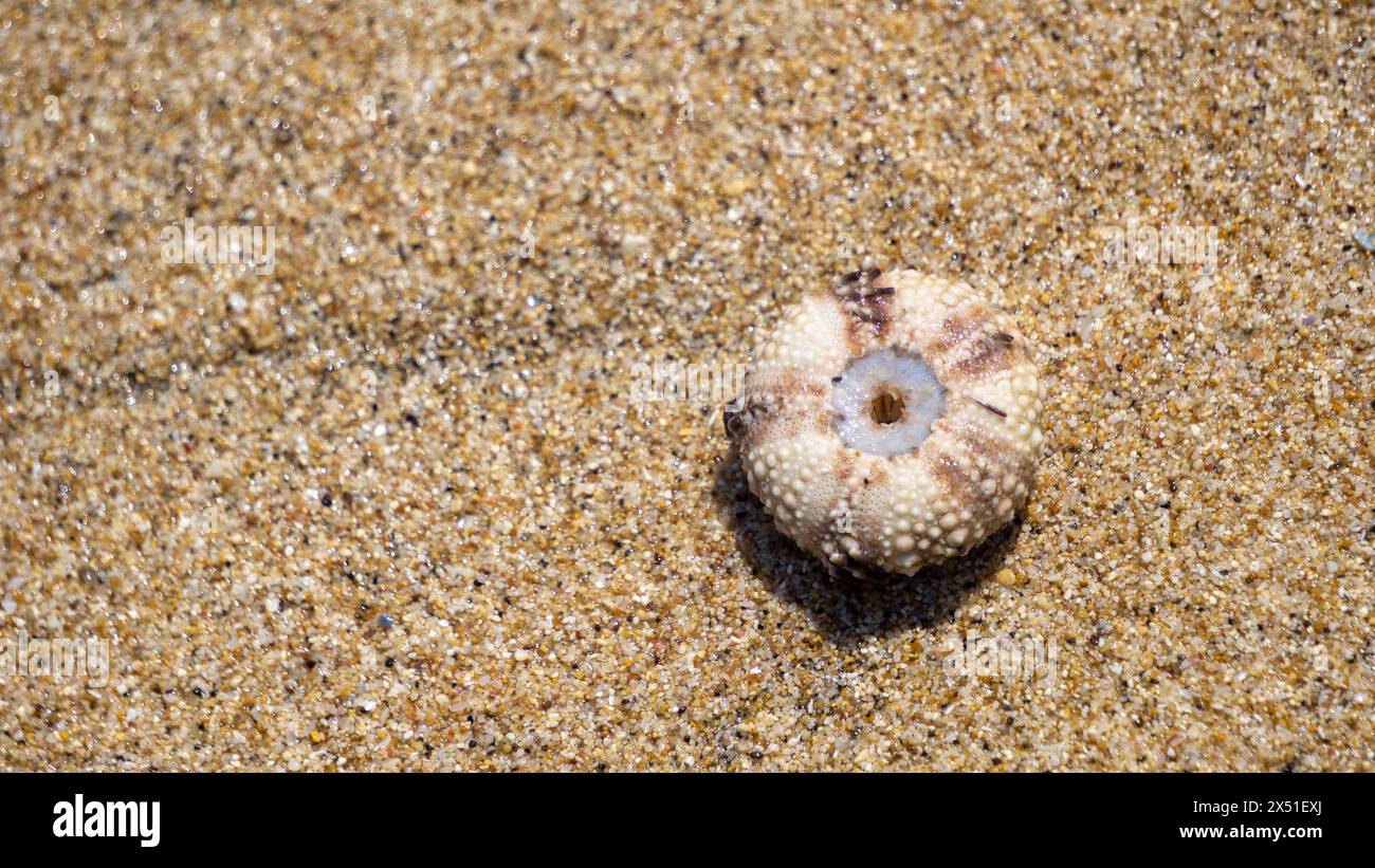 Sea urchin (Landak laut, bulu babi). About 950 species of sea urchin ...