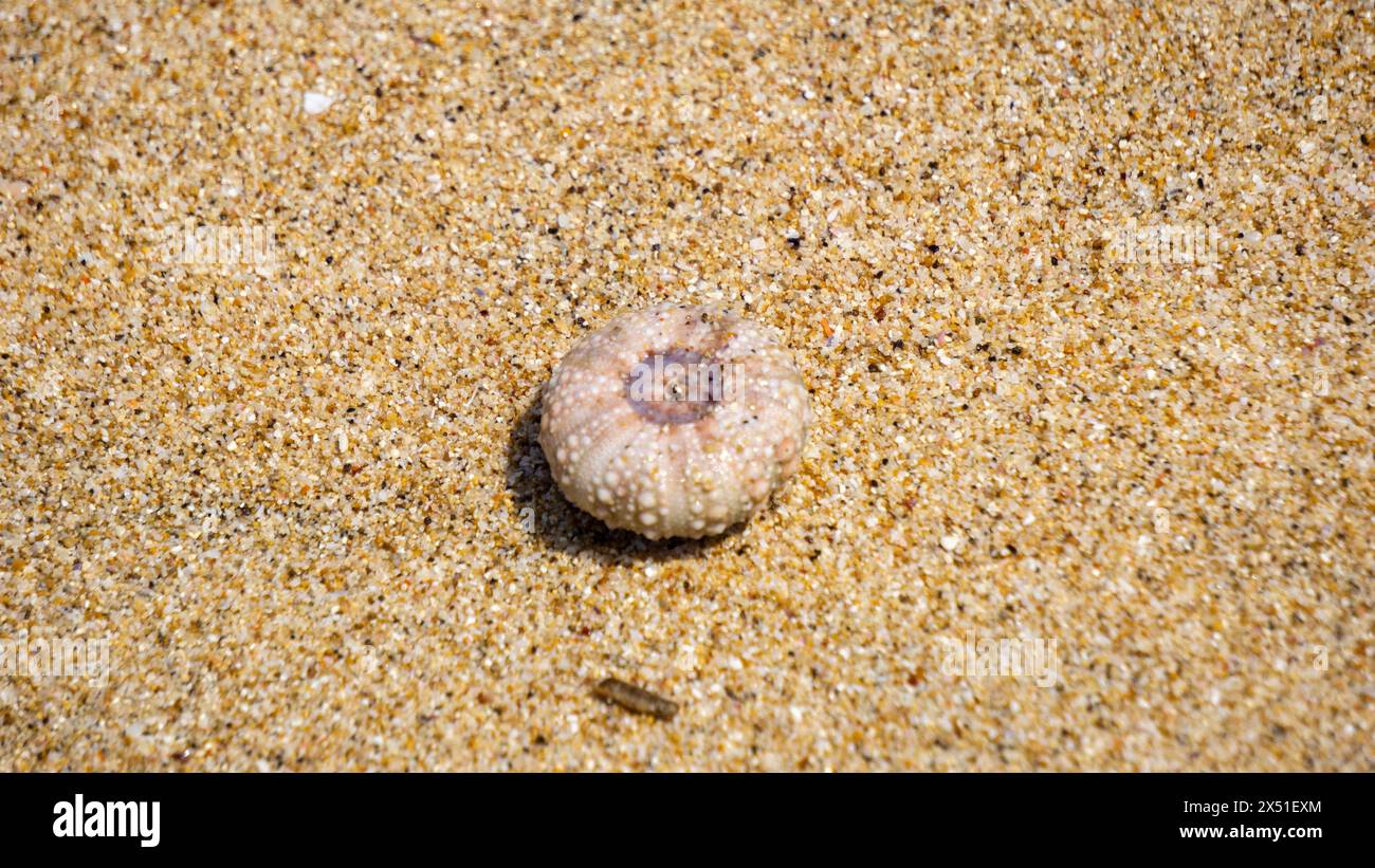 Sea urchin (Landak laut, bulu babi). About 950 species of sea urchin ...